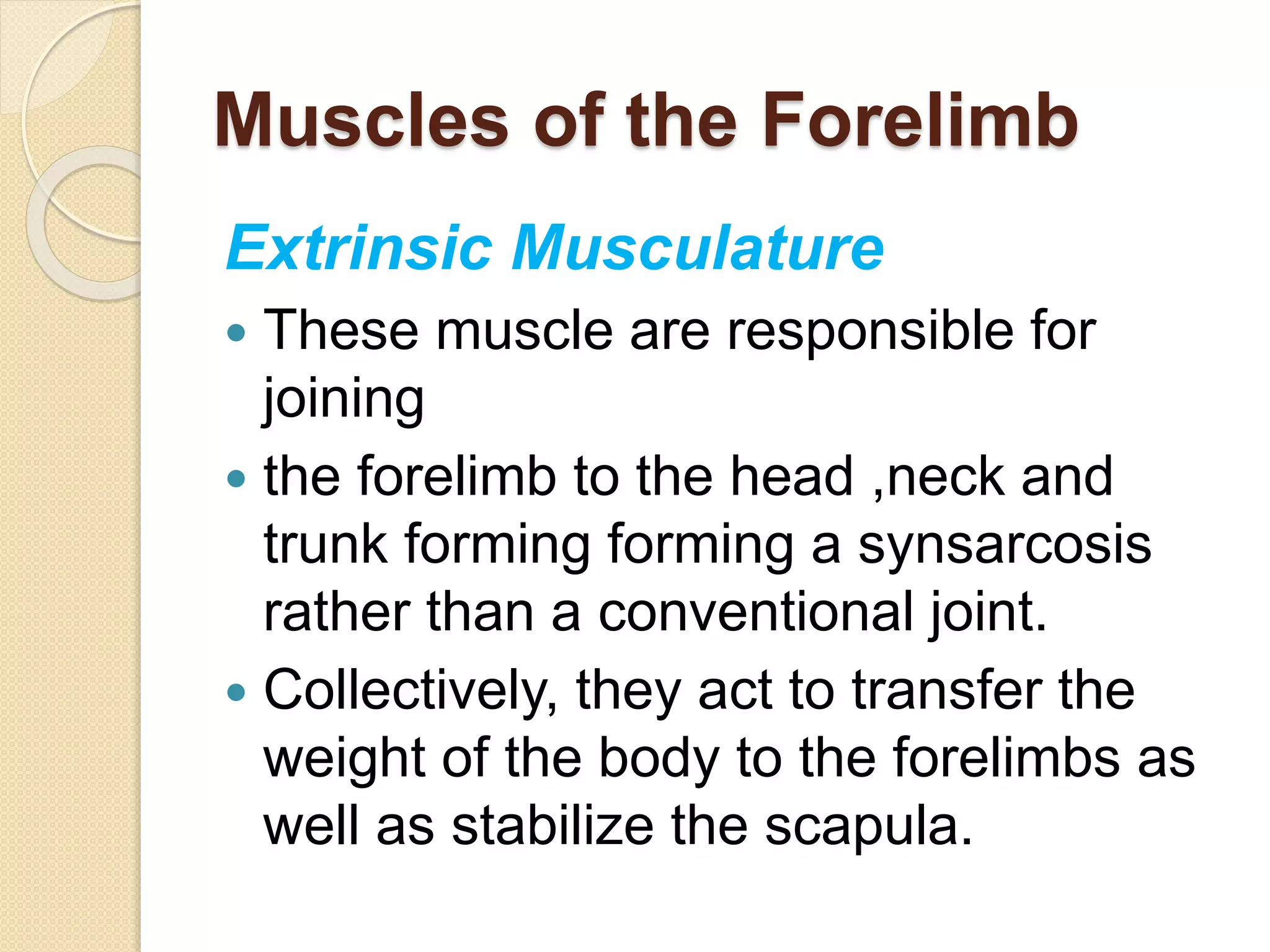 Muscles Of Fore Limb Of Cattle | PPTX