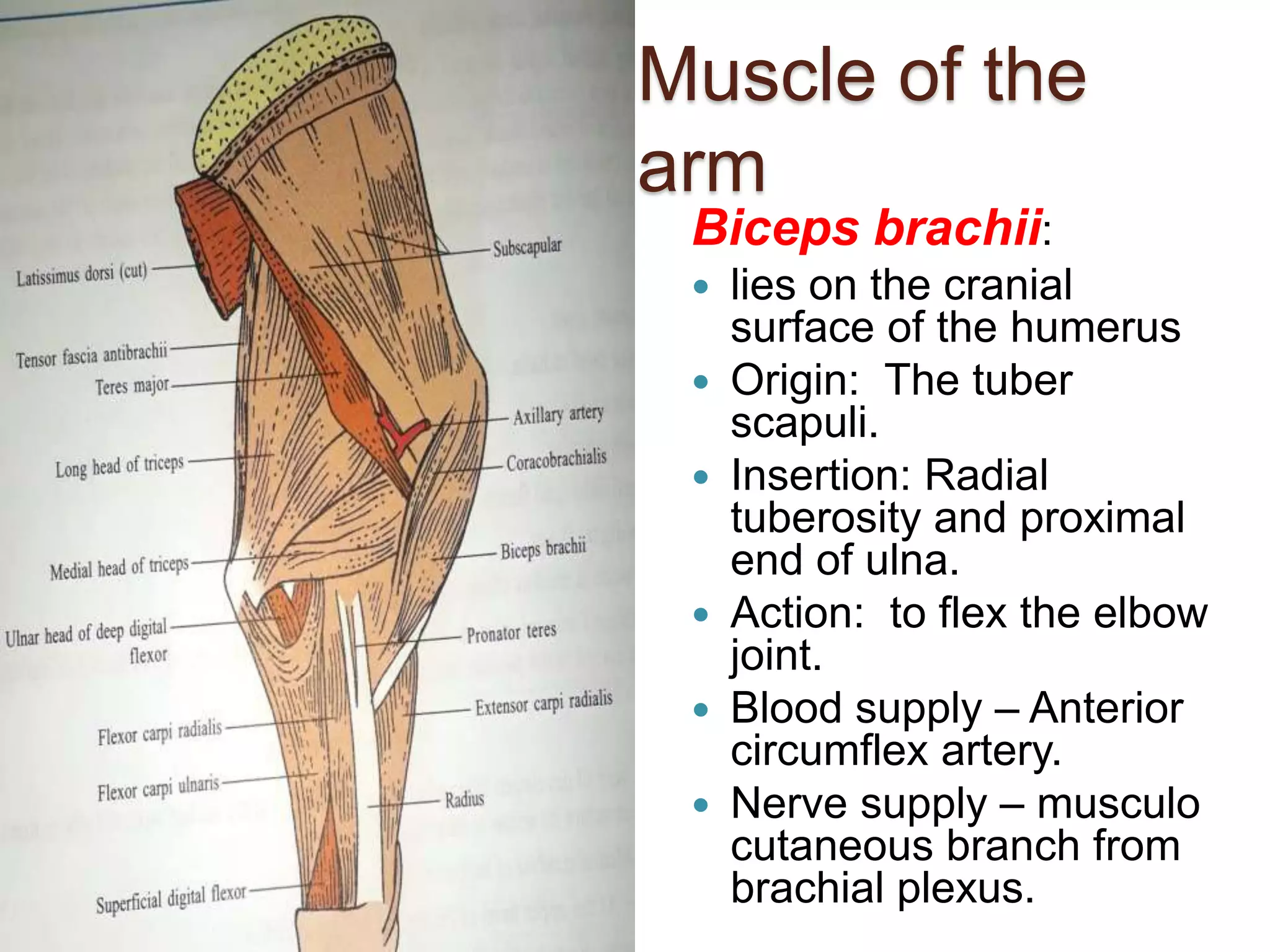 Muscles Of Fore Limb Of Cattle | PPTX