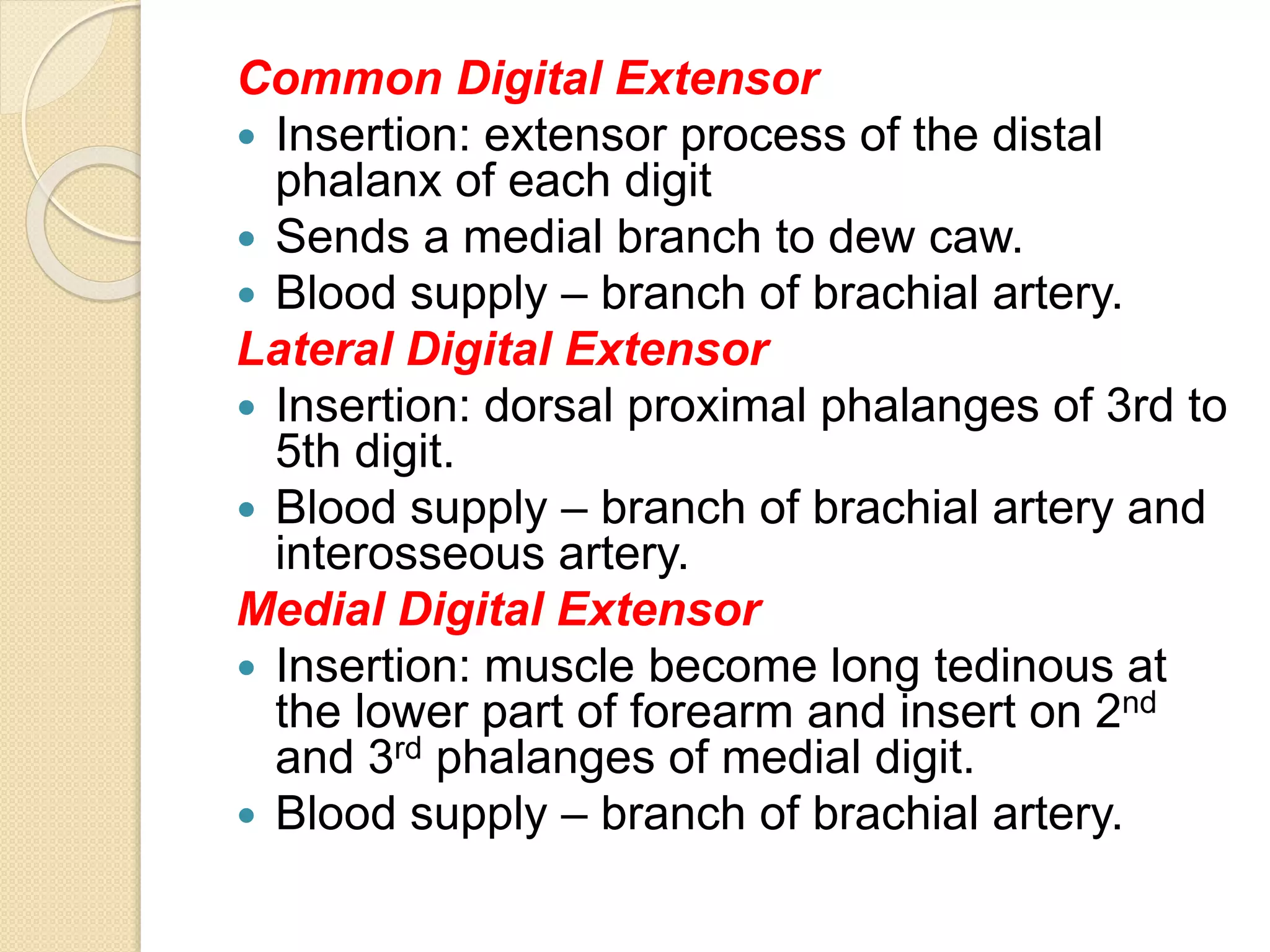 Muscles Of Fore Limb Of Cattle | PPTX