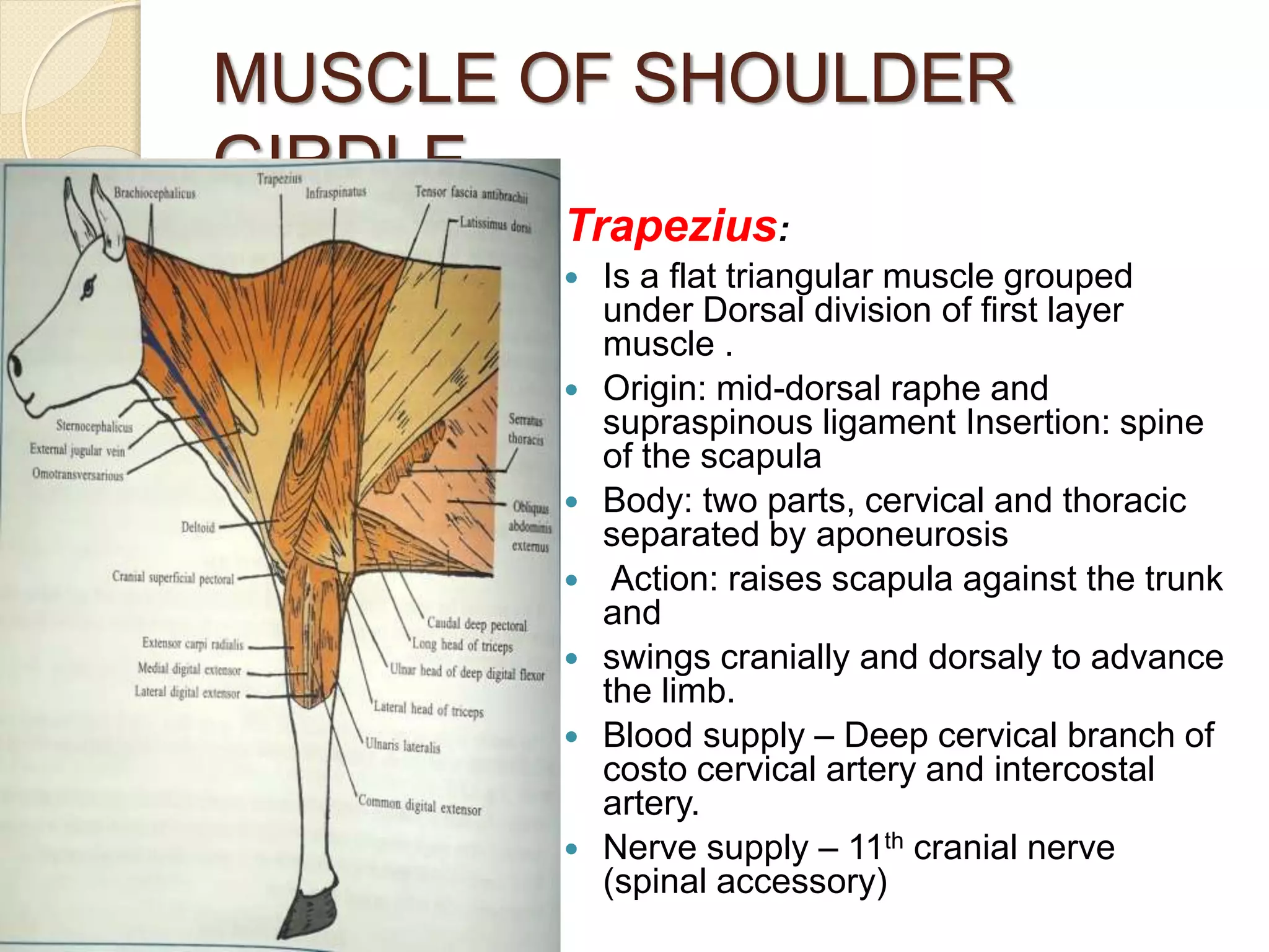 Muscles Of Fore Limb Of Cattle | PPTX