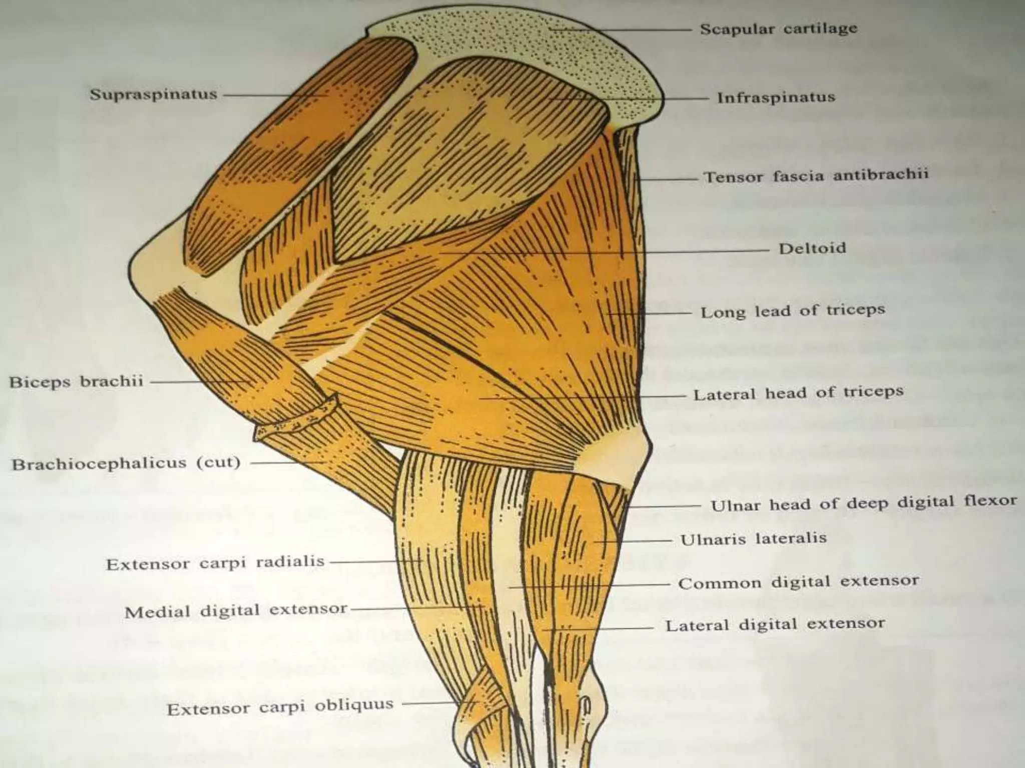 Muscles Of Fore Limb Of Cattle | PPTX