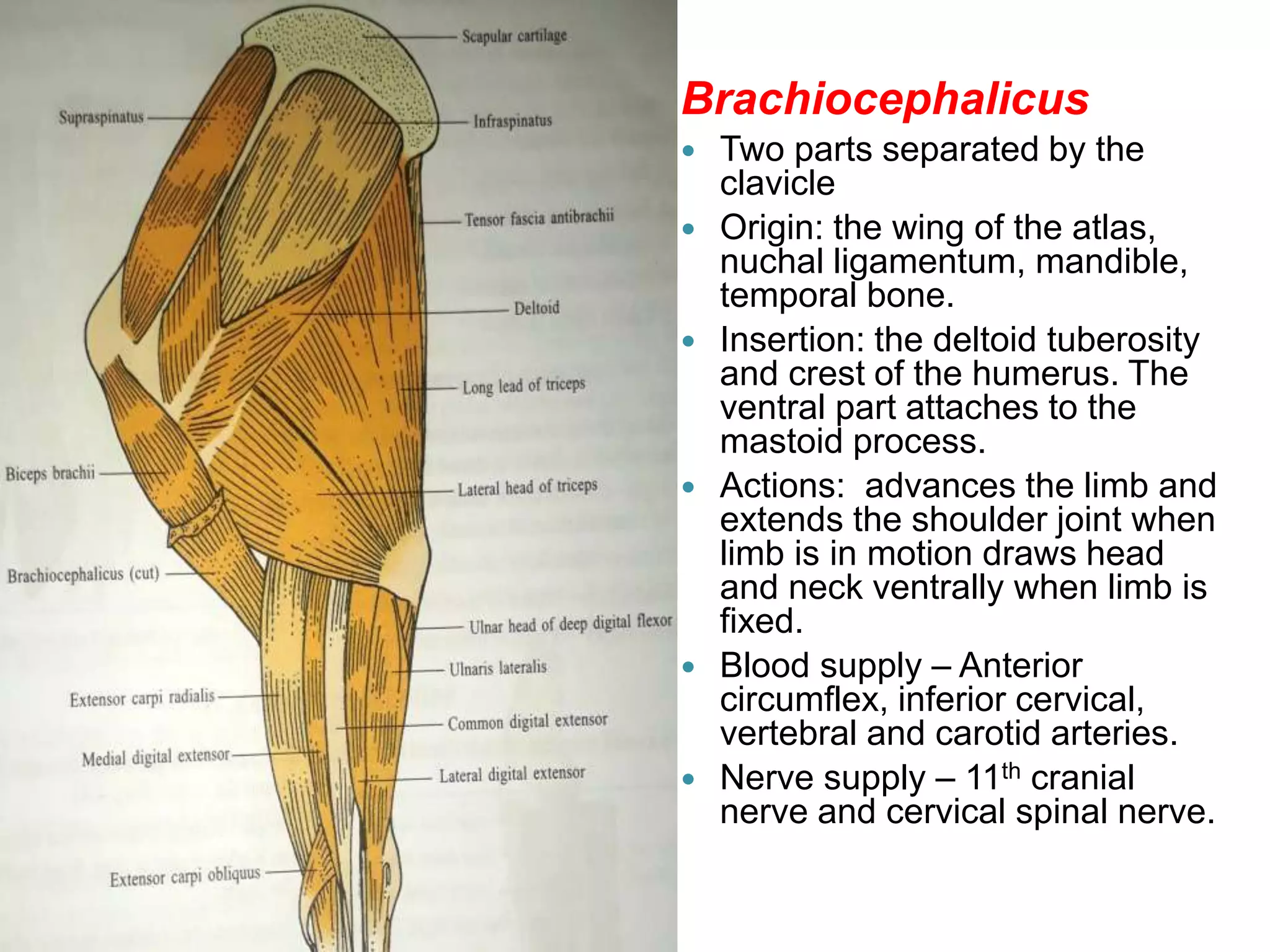 Muscles Of Fore Limb Of Cattle | PPTX