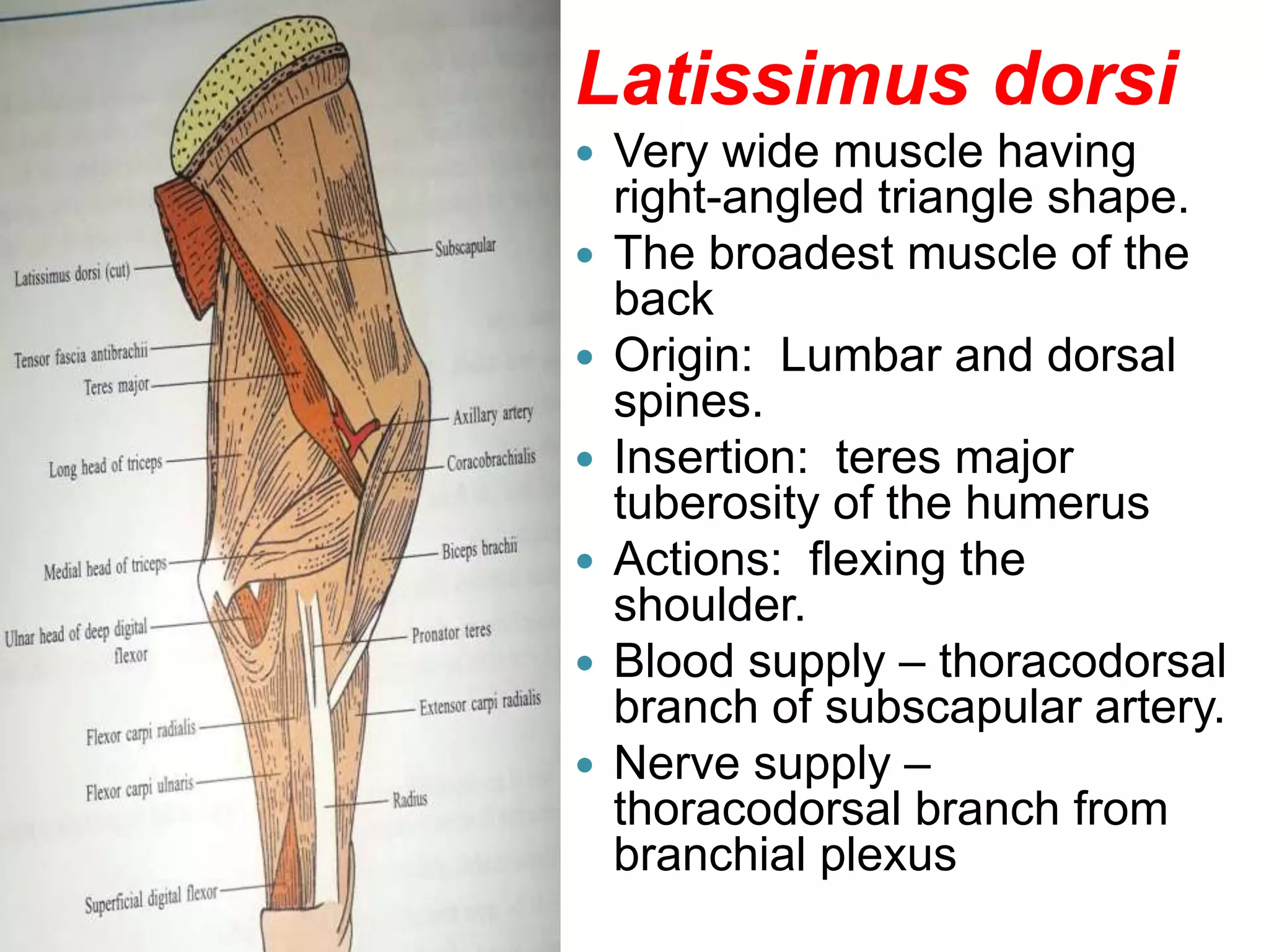 Muscles Of Fore Limb Of Cattle | PPTX