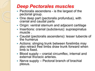 Muscles Of Fore Limb Of Cattle | PPTX