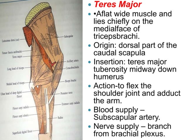 Muscles Of Fore Limb Of Cattle | PPTX