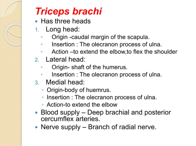 Muscles Of Fore Limb Of Cattle | PPTX