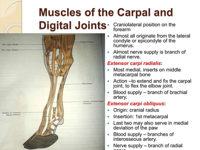 Muscles Of Fore Limb Of Cattle | PPTX