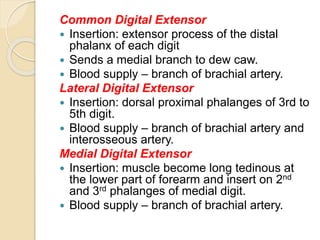 Muscles Of Fore Limb Of Cattle | PPTX