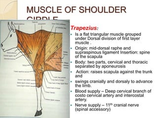 Muscles Of Fore Limb Of Cattle | PPTX