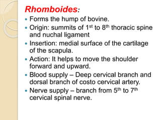 Muscles Of Fore Limb Of Cattle | PPTX