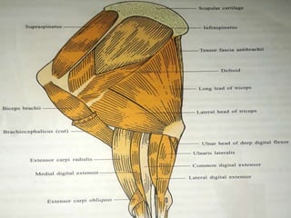 Muscles Of Fore Limb Of Cattle | PPTX