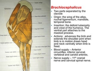 Muscles Of Fore Limb Of Cattle | PPTX