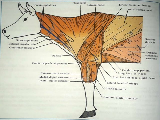 Muscles Of Fore Limb Of Cattle | PPT