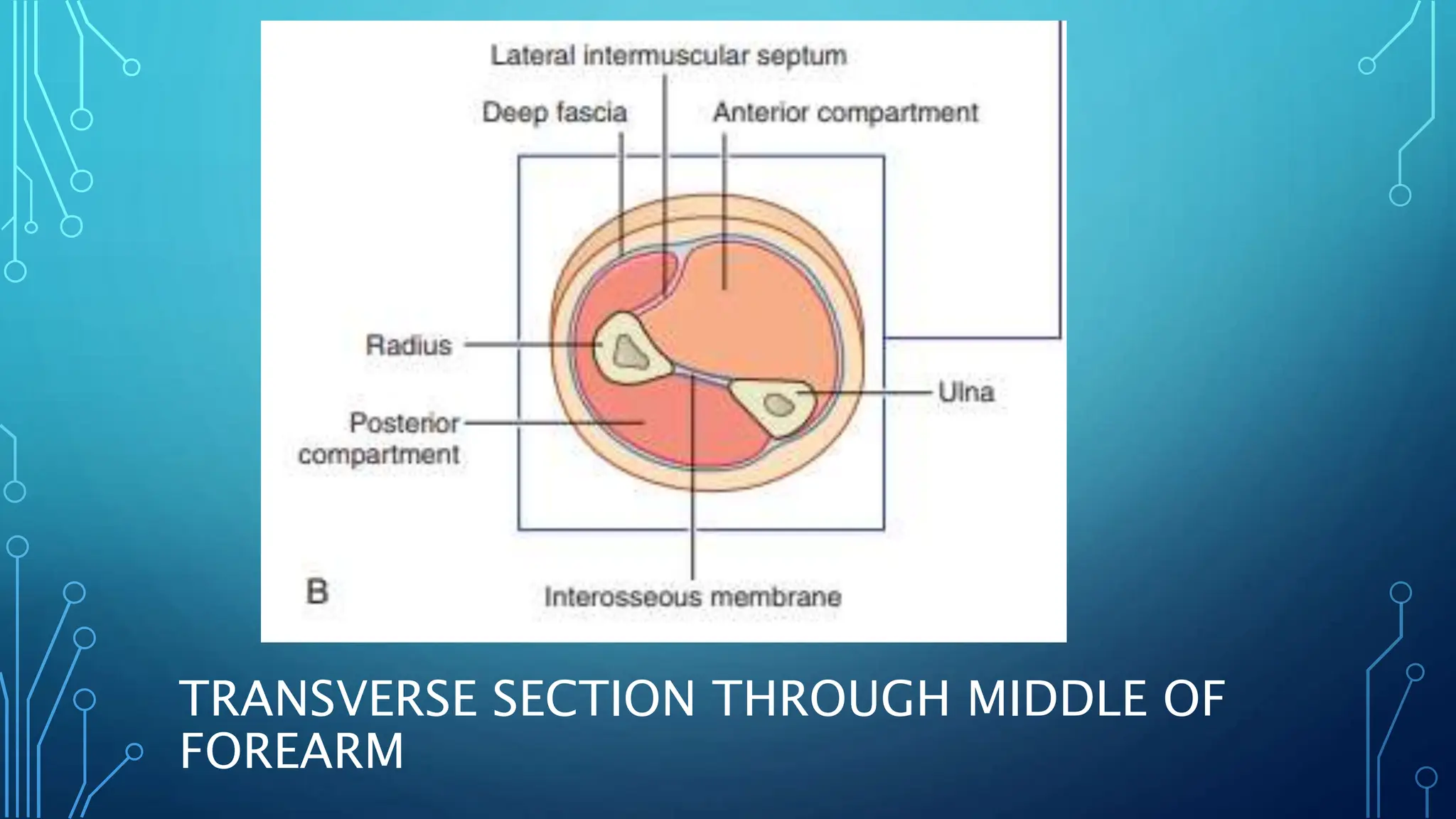 MUSCLES OF FRONT OF FOREARM.pptx