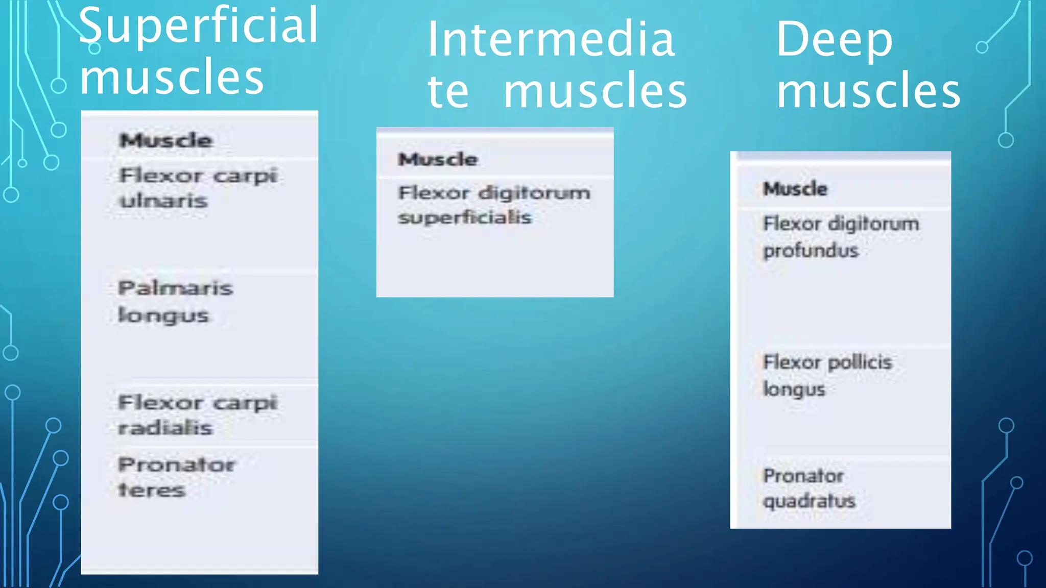 MUSCLES OF FRONT OF FOREARM.pptx