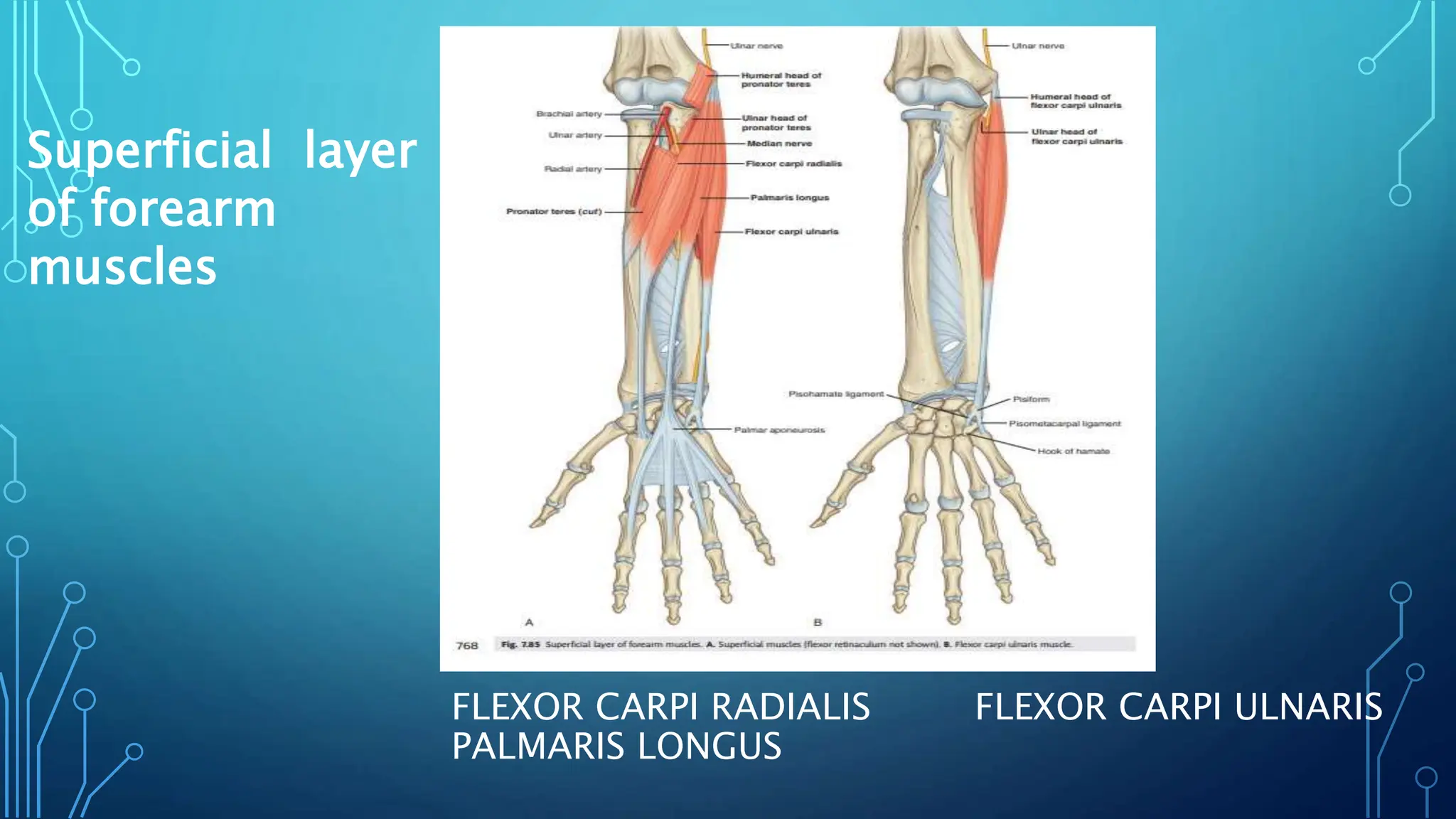 MUSCLES OF FRONT OF FOREARM.pptx