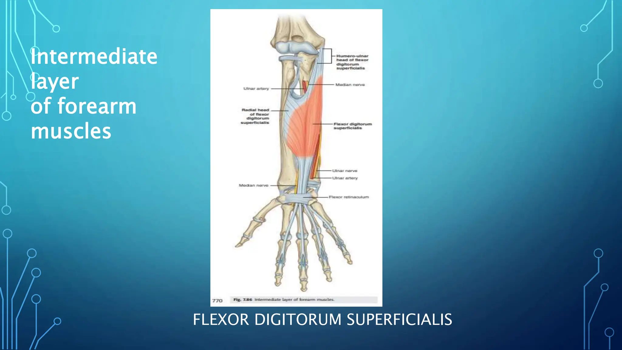 MUSCLES OF FRONT OF FOREARM.pptx