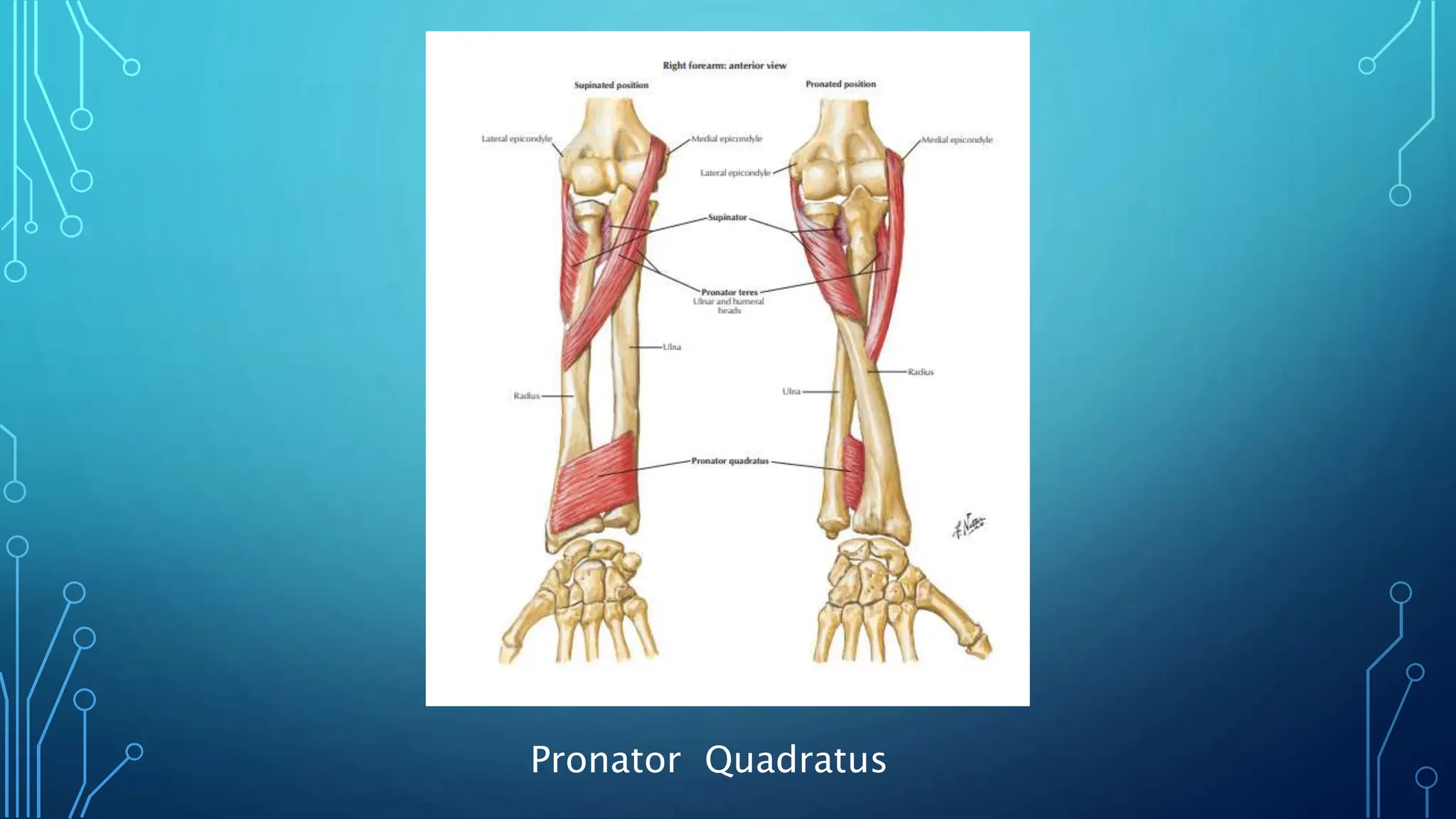 MUSCLES OF FRONT OF FOREARM.pptx