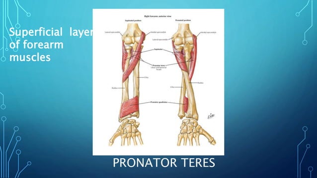 MUSCLES OF FRONT OF FOREARM.pptx