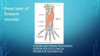 MUSCLES OF FRONT OF FOREARM.pptx