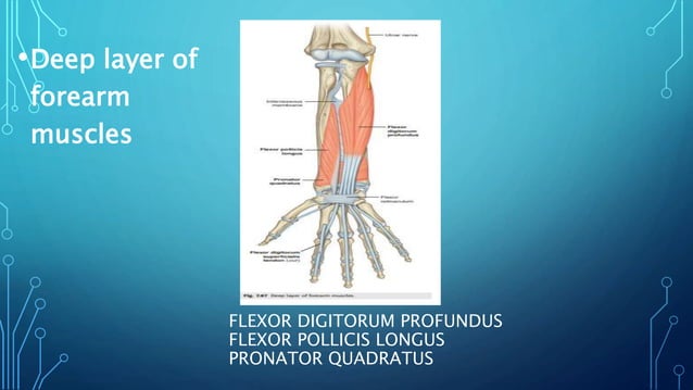 MUSCLES OF FRONT OF FOREARM.pptx