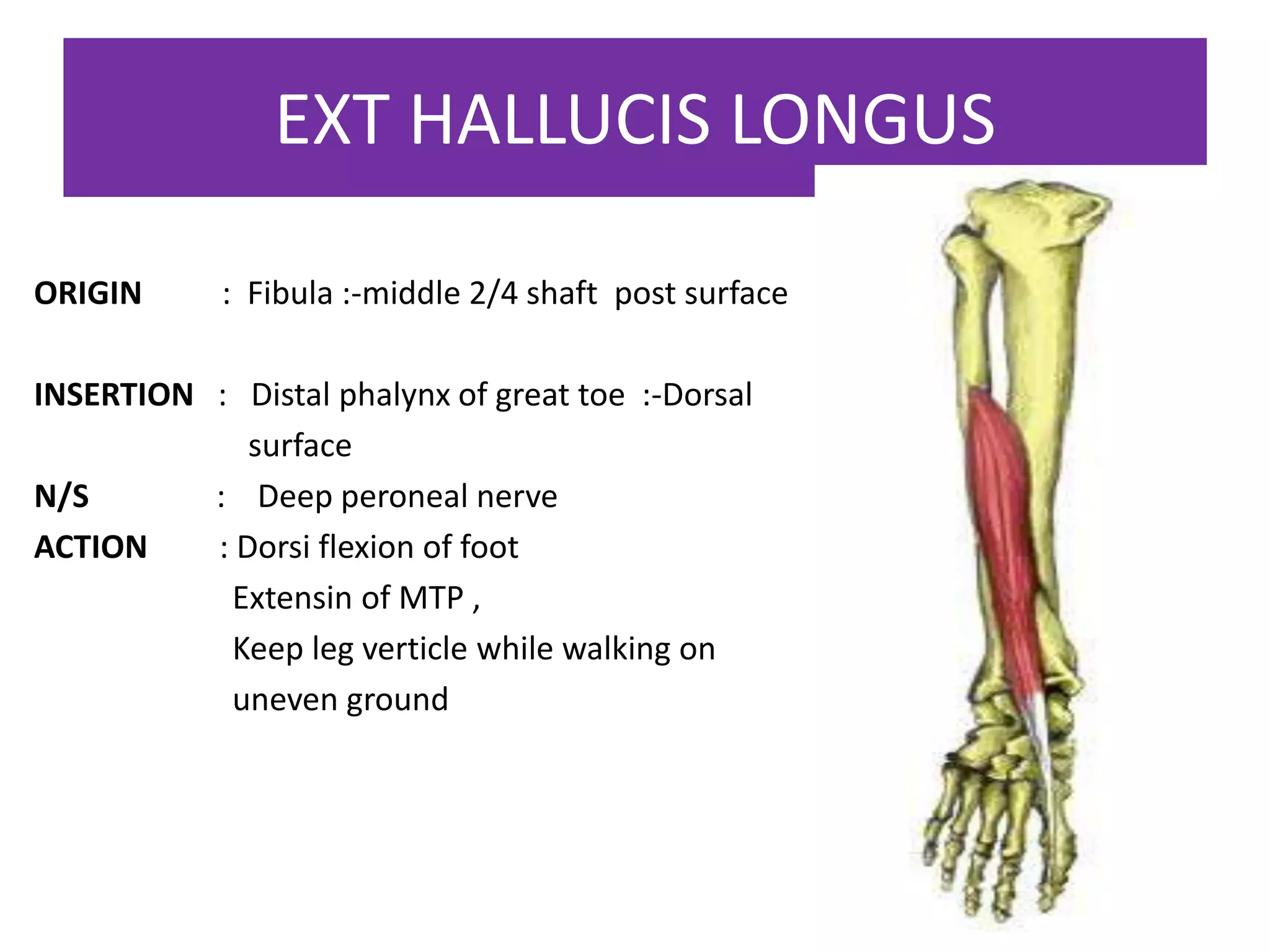 Muscles of gluteal region | PPTX