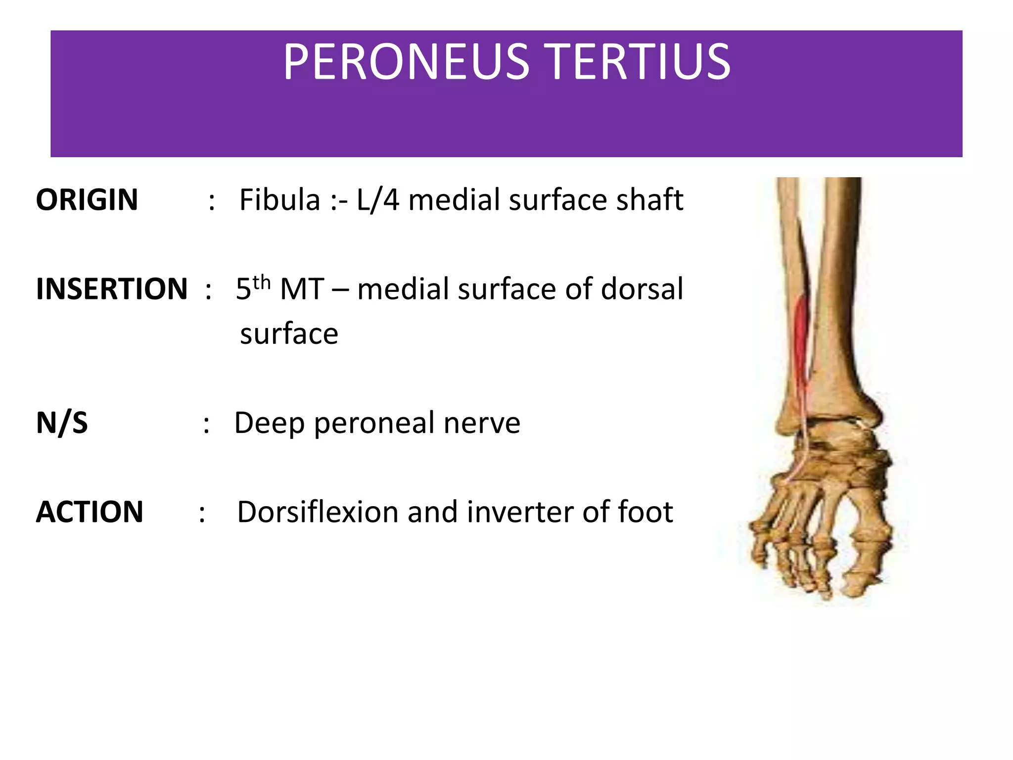 Muscles of gluteal region | PPTX