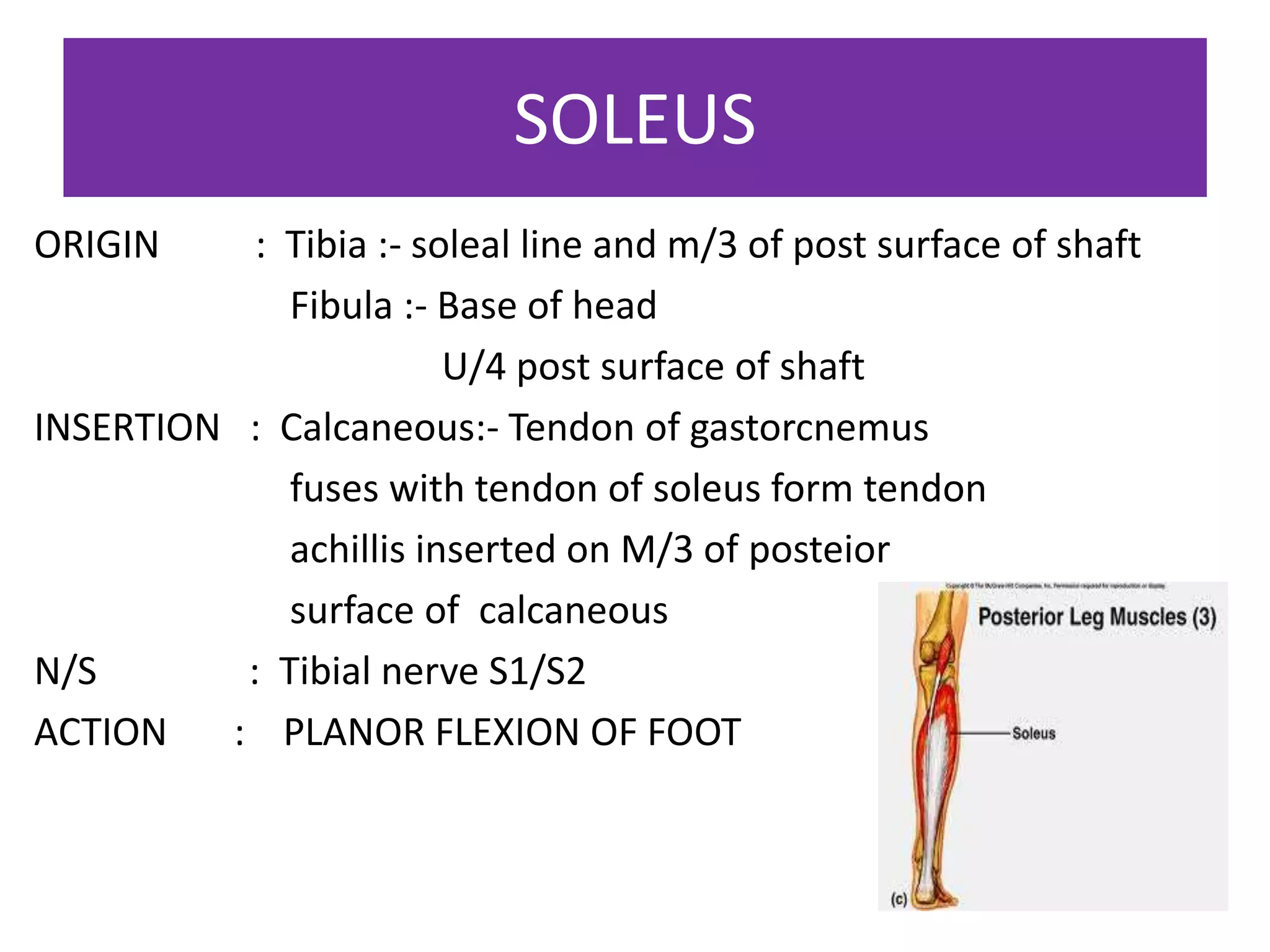 Muscles of gluteal region | PPTX