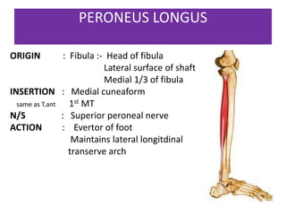 Peroneus Brevis Origin And Insertion