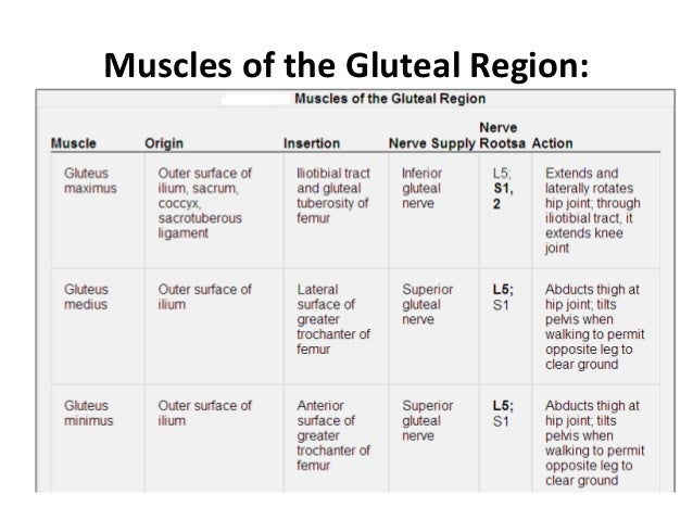 Muscles of gluteal region