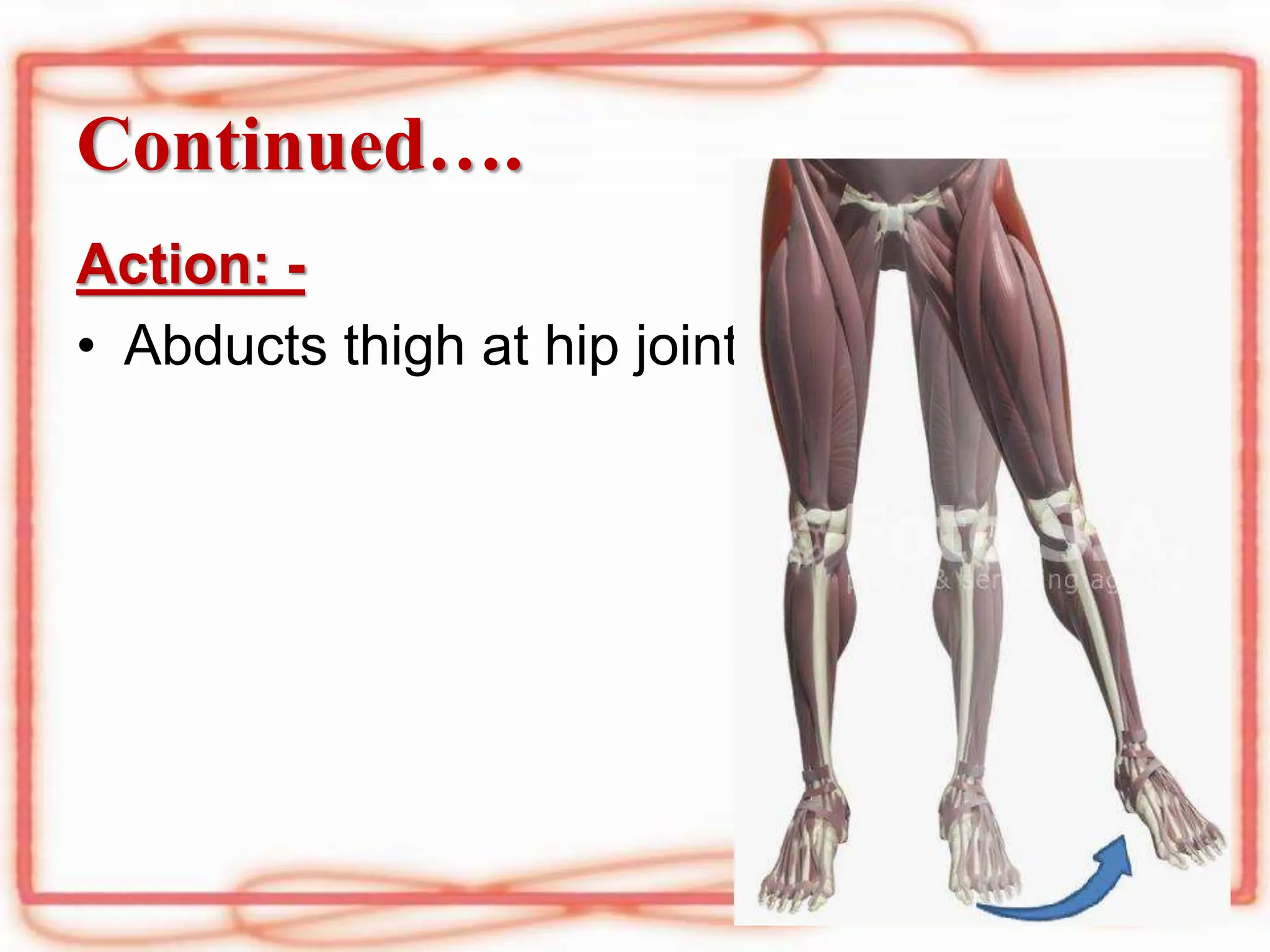Muscles of Gluteal Region.ppt