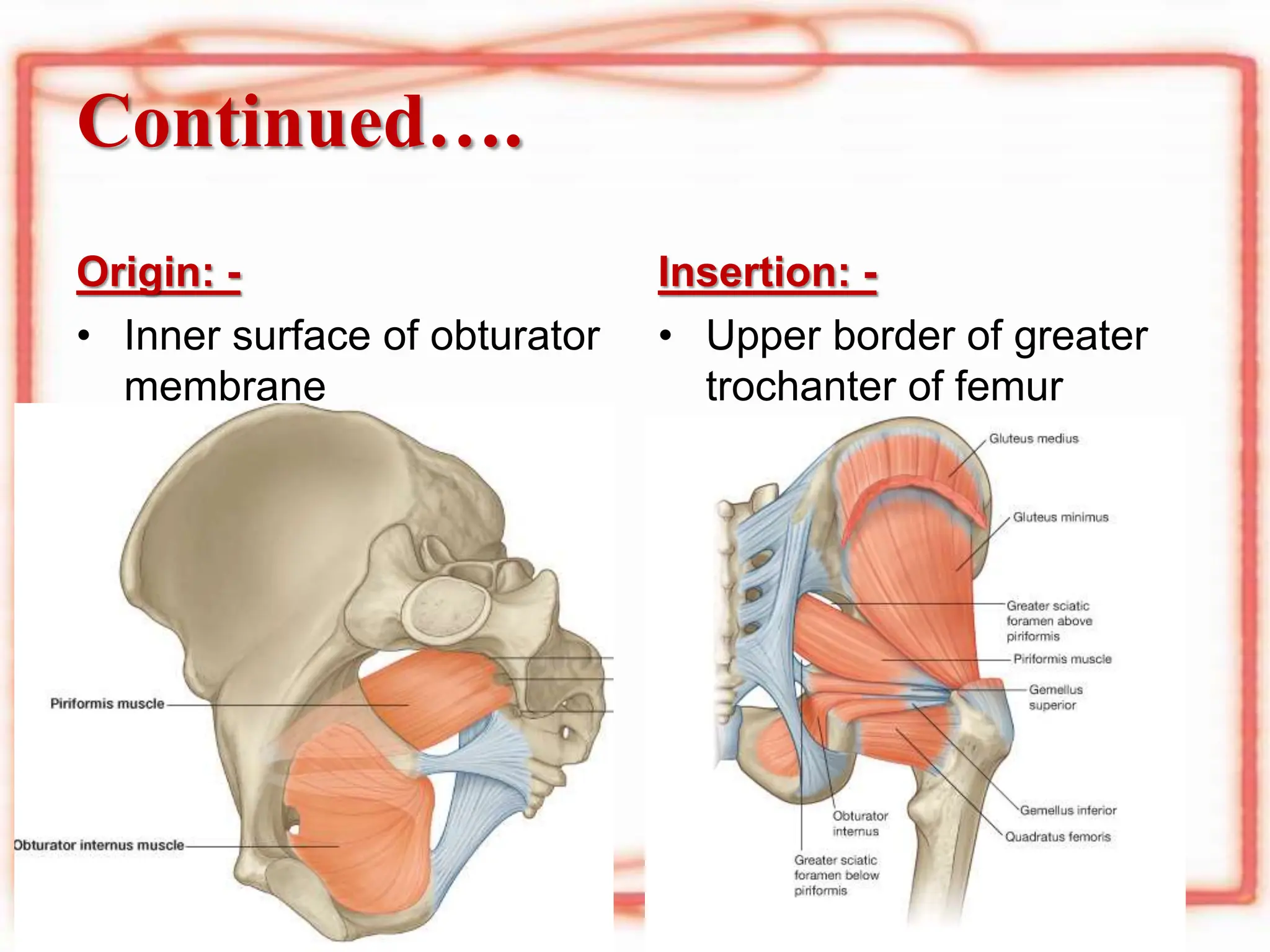 Muscles of Gluteal Region.ppt