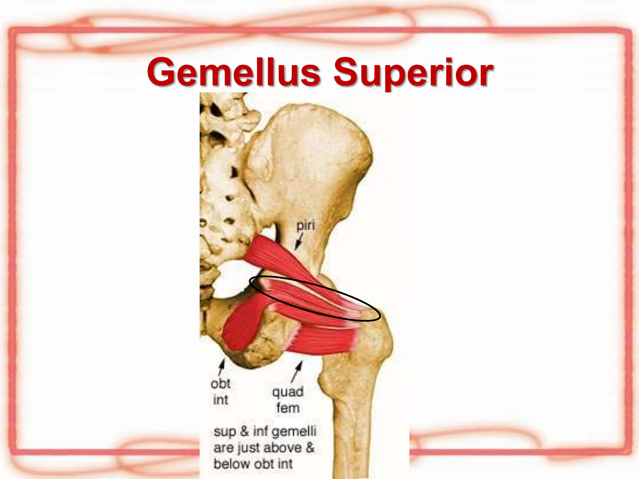 Muscles of Gluteal Region.ppt