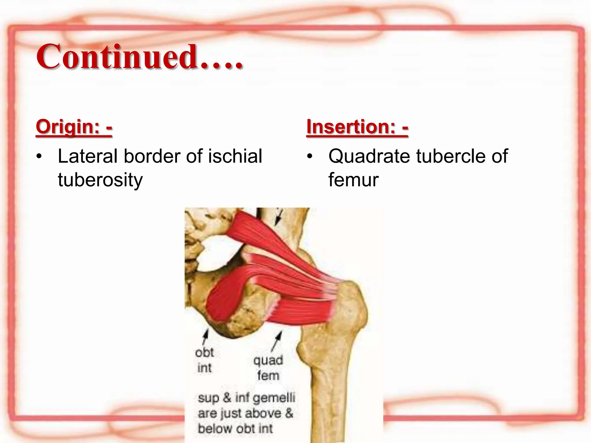 Muscles of Gluteal Region.ppt