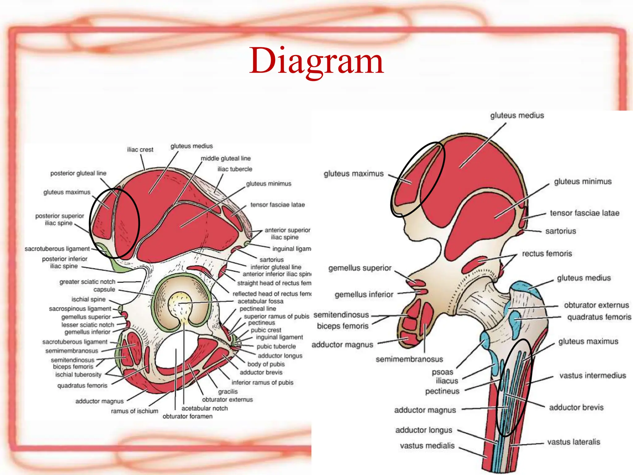 Muscles of Gluteal Region.ppt