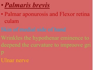 Muscles of hand.pptx