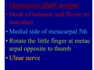 Muscles of hand.pptx