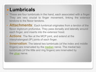 MUSCLES OF HAND.pptx
