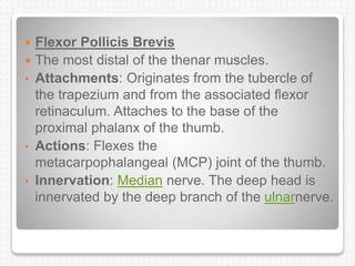 MUSCLES OF HAND.pptx