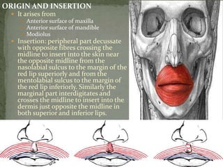 Muscles of head and neck | PPTX