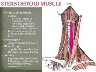 Sternohyoid Muscle Origin And Insertion