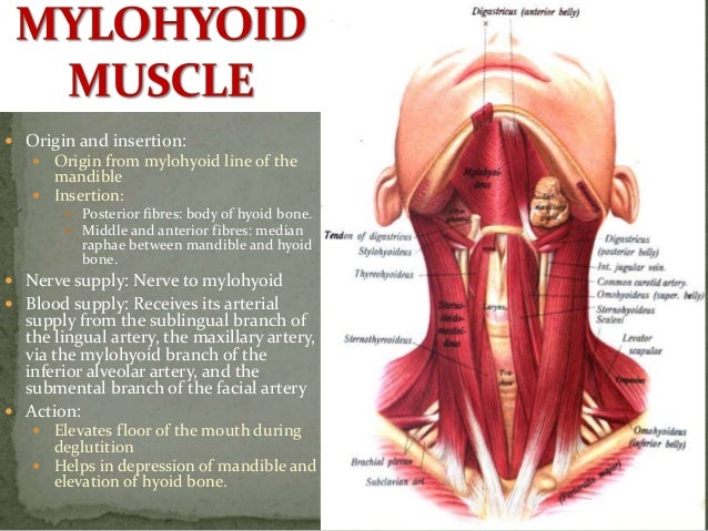 Muscles of head and neck