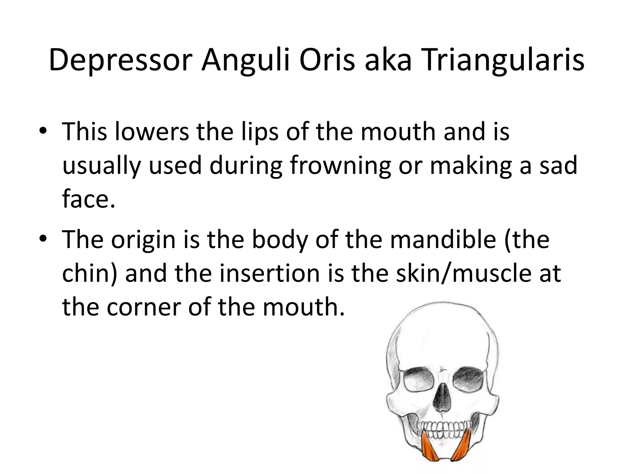 Muscles of head and neck | PPTX
