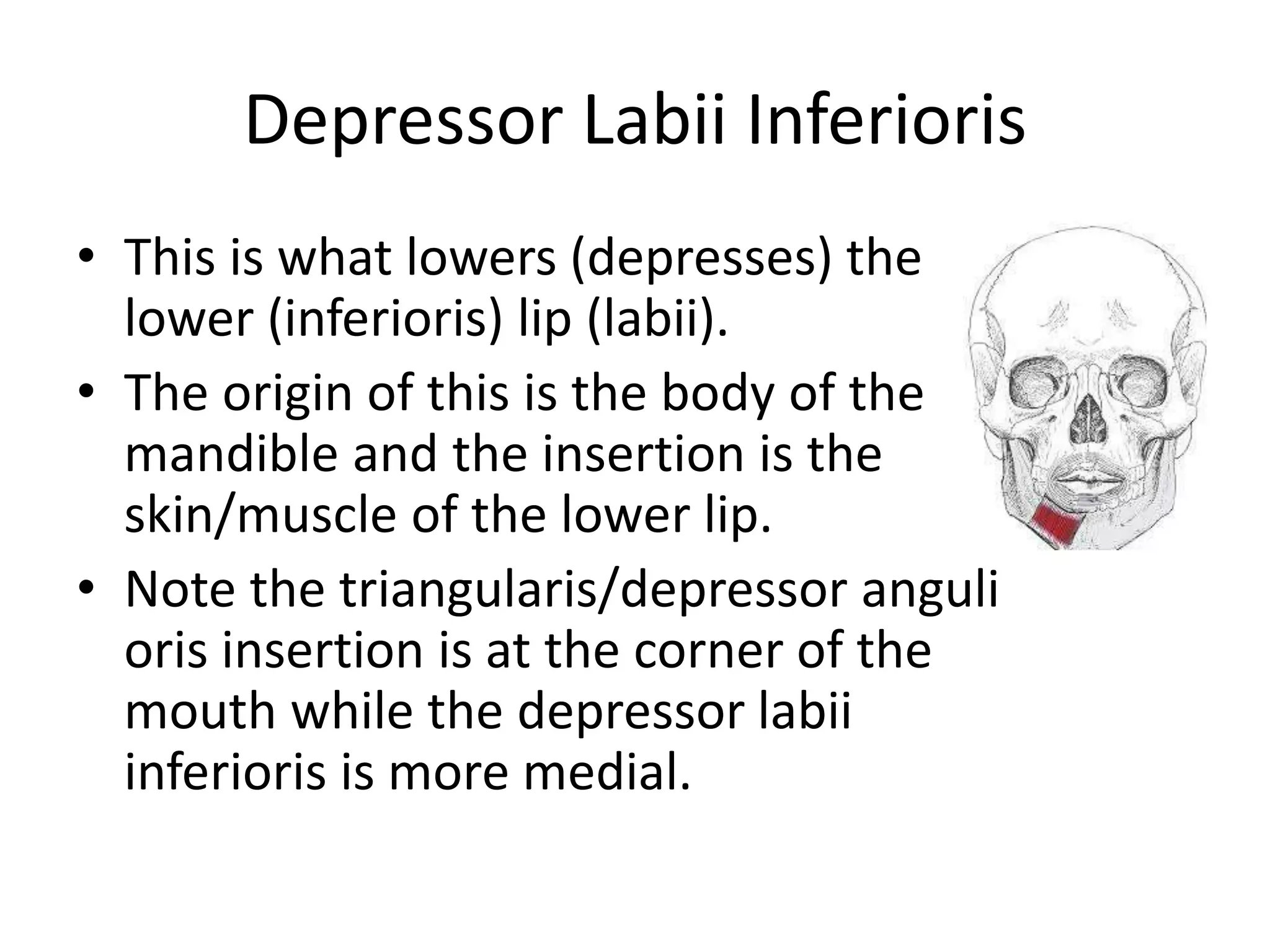 Muscles of head and neck | PPTX