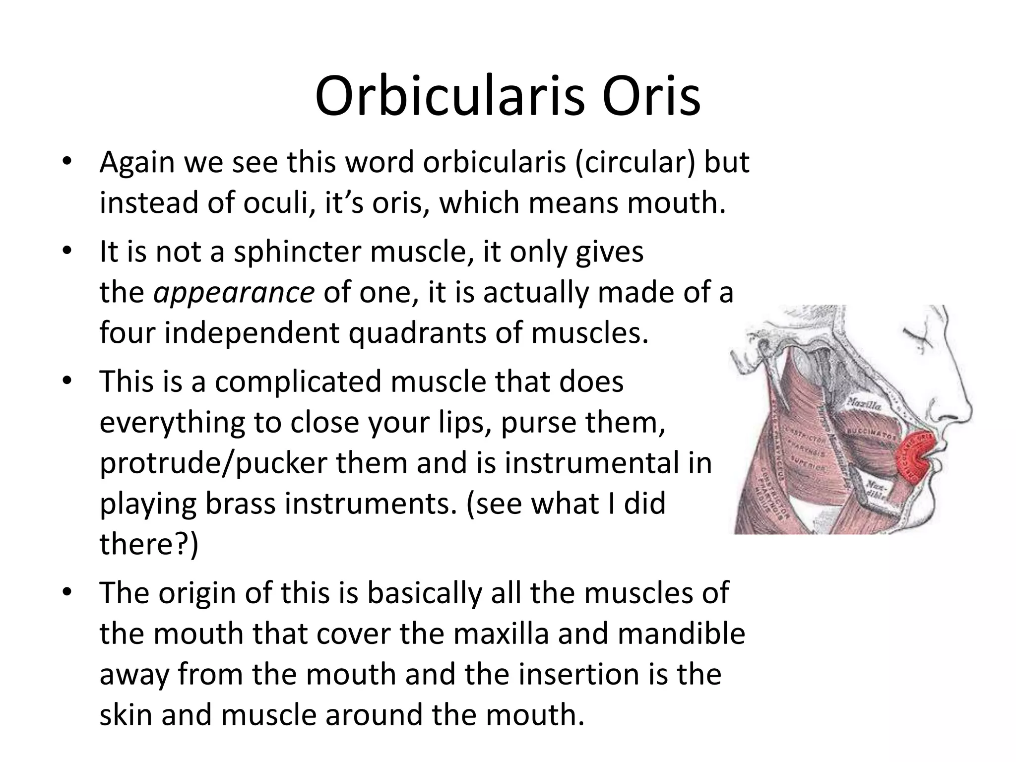 Muscles of head and neck | PPTX