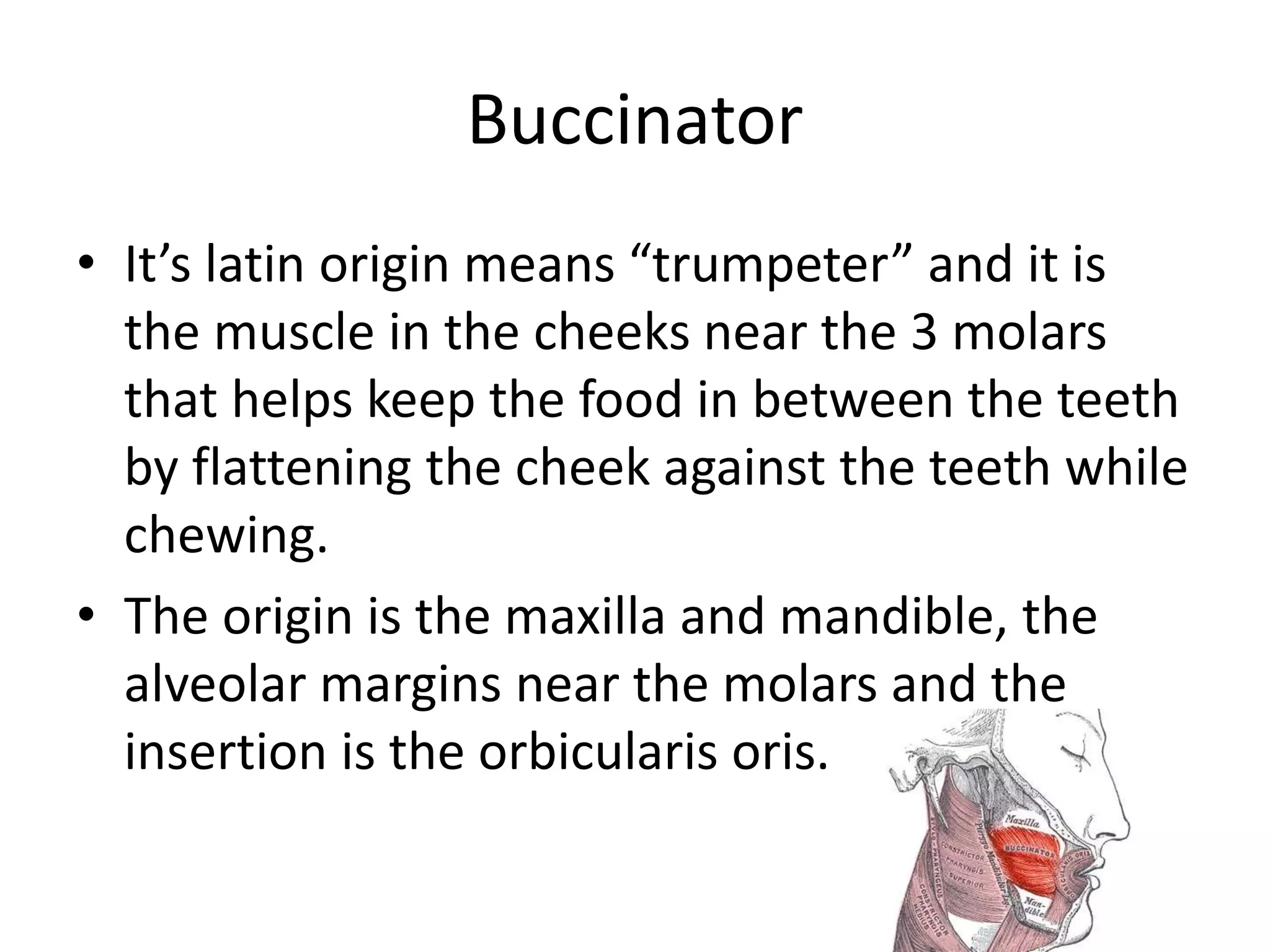 Muscles of head and neck | PPTX