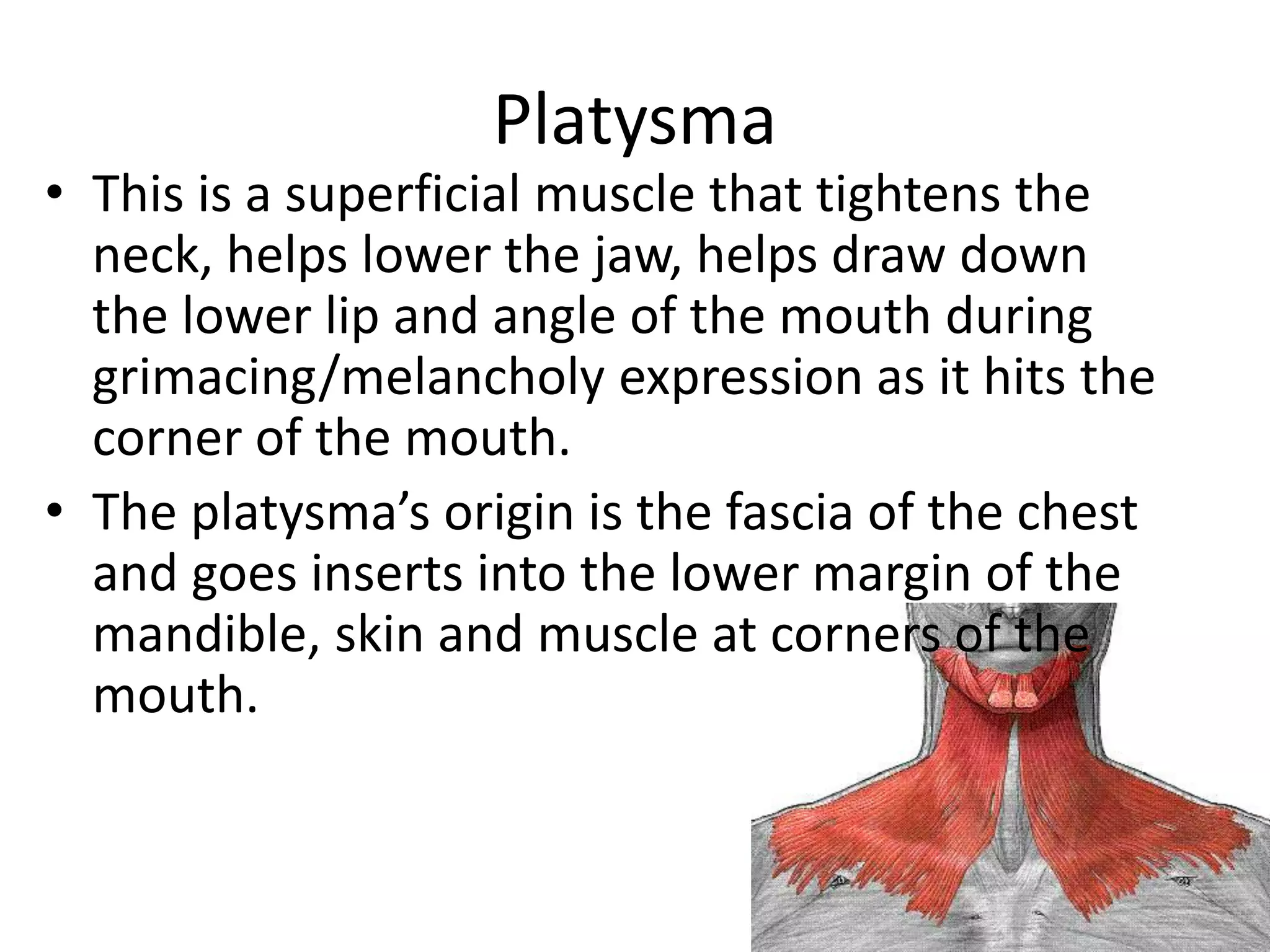 Muscles of head and neck | PPTX