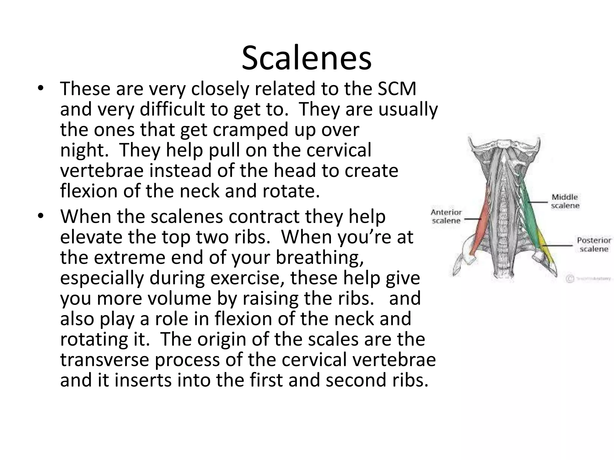 Muscles of head and neck | PPTX