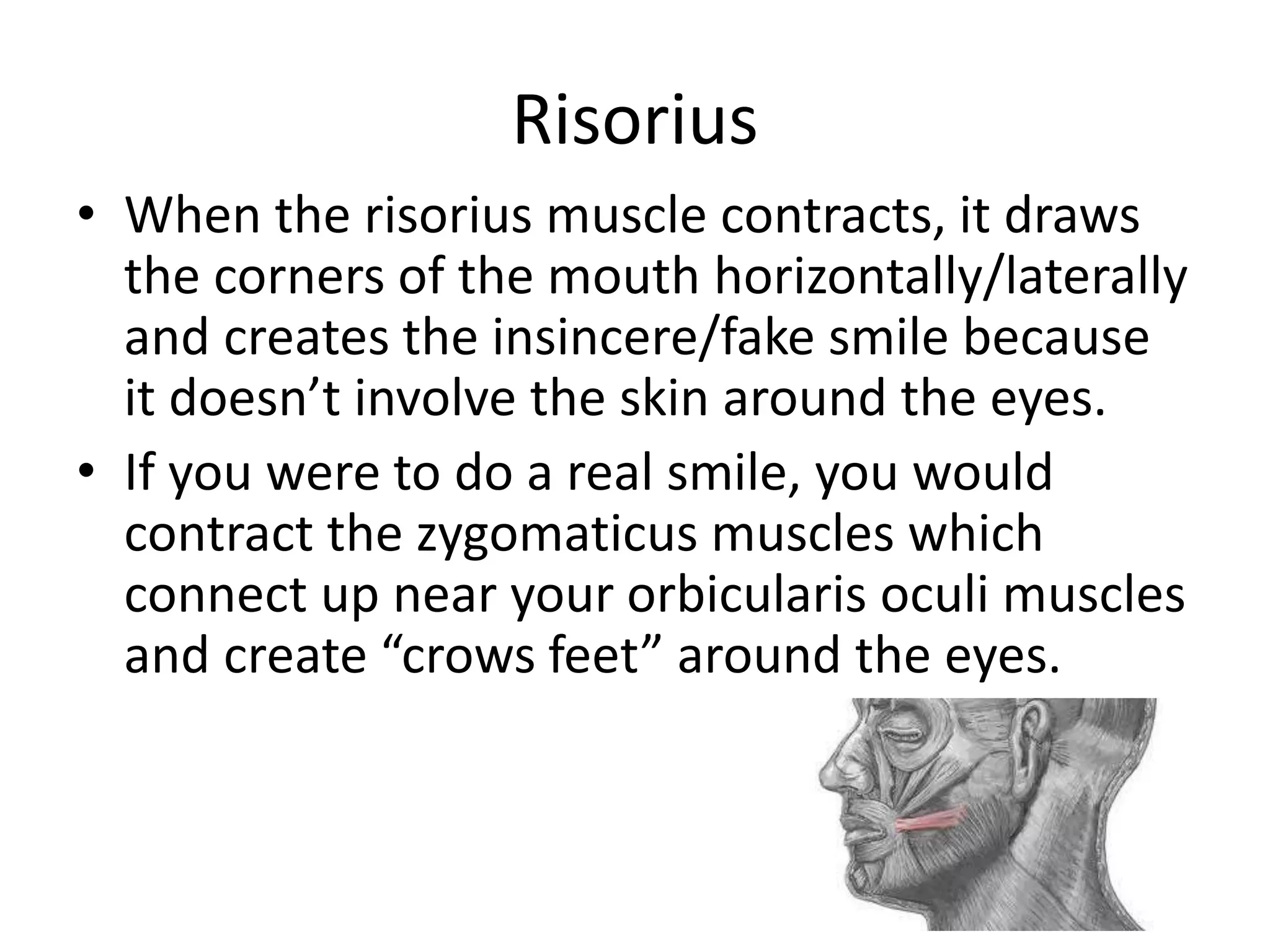Muscles of head and neck | PPTX