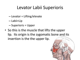 Muscles of head and neck | PPTX